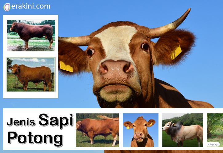 √ 20 Jenis Sapi Potong di Indonesia – Mana yang Terbaik - Wikimedan.com