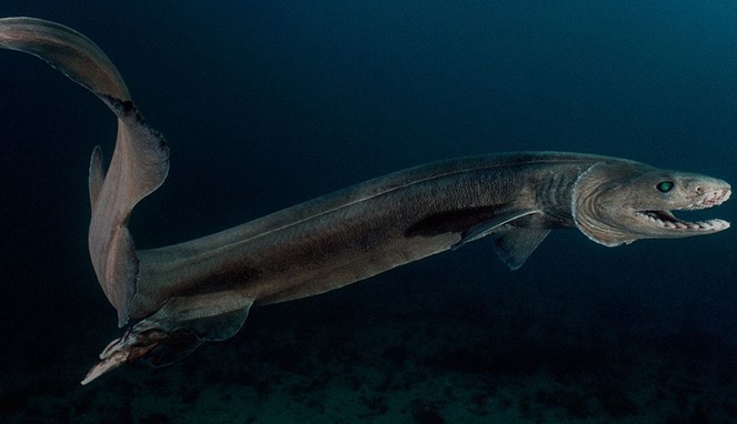 √ 5 Ikan Monster yang Berada di Lautan Terdalam, Salah Satunya Oarfish ...